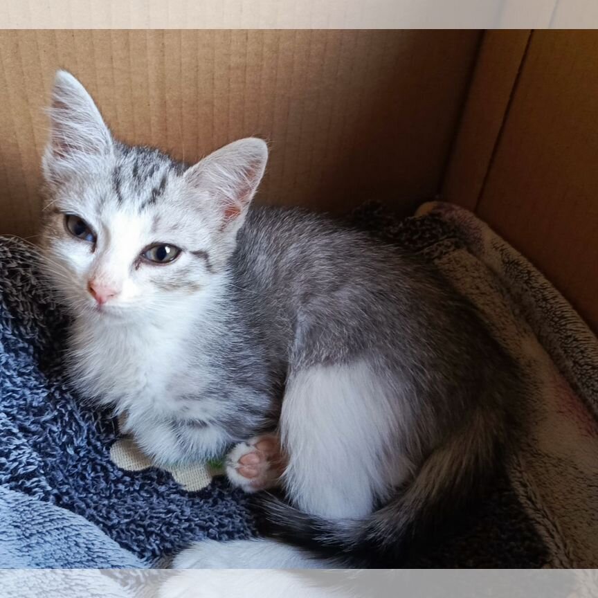 Котенок девочка в добрые руки
