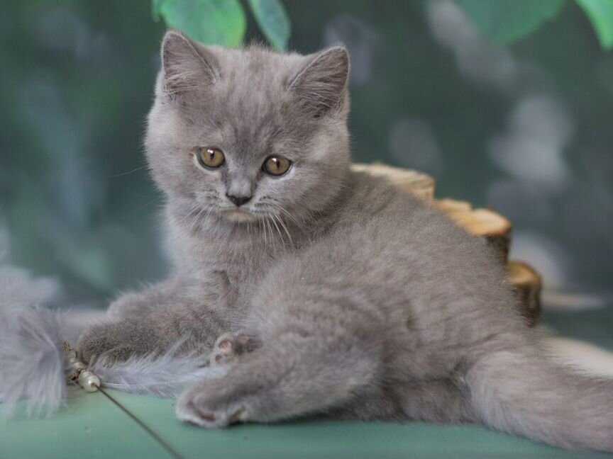 Кошечка Британской короткошерстной