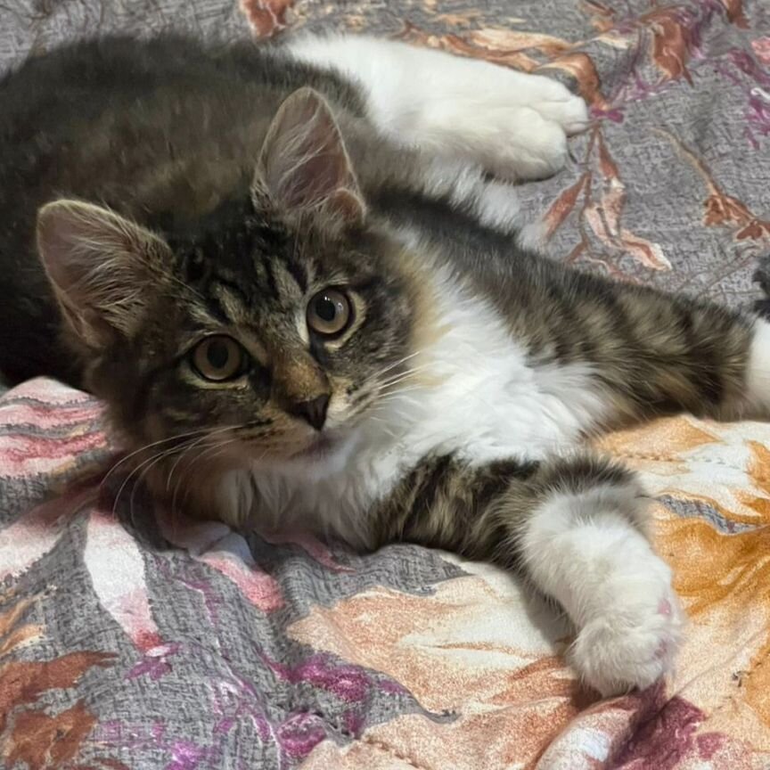 Котёнок в добрые руки