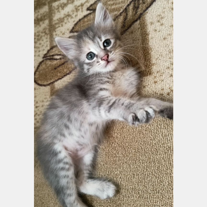 Котенок в добрые руки