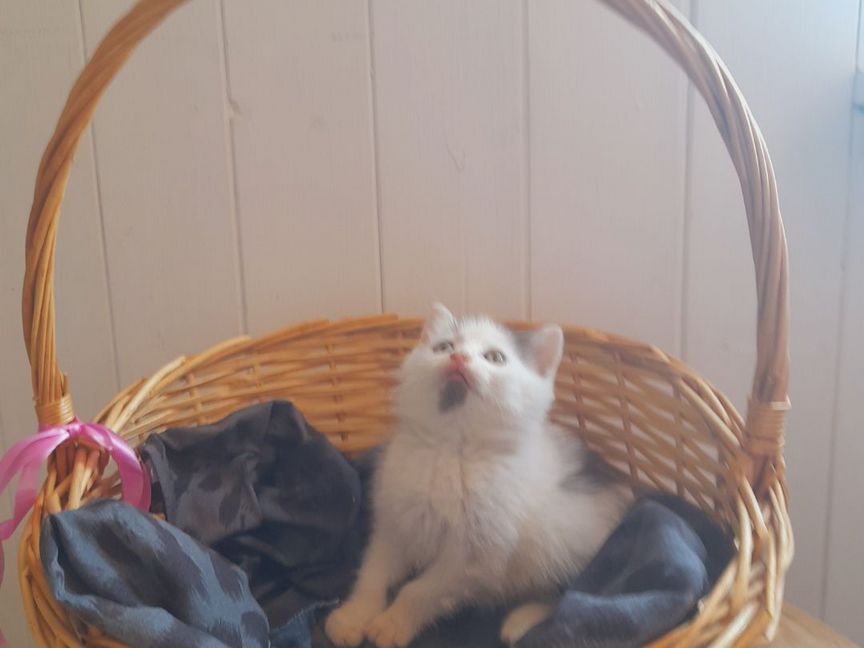 Котята отдам в добрые руки бесплатно
