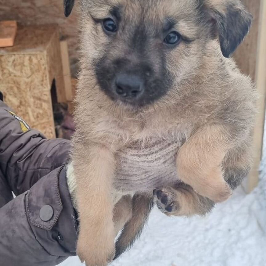 Щенок 1,5 месяца. В добрые руки