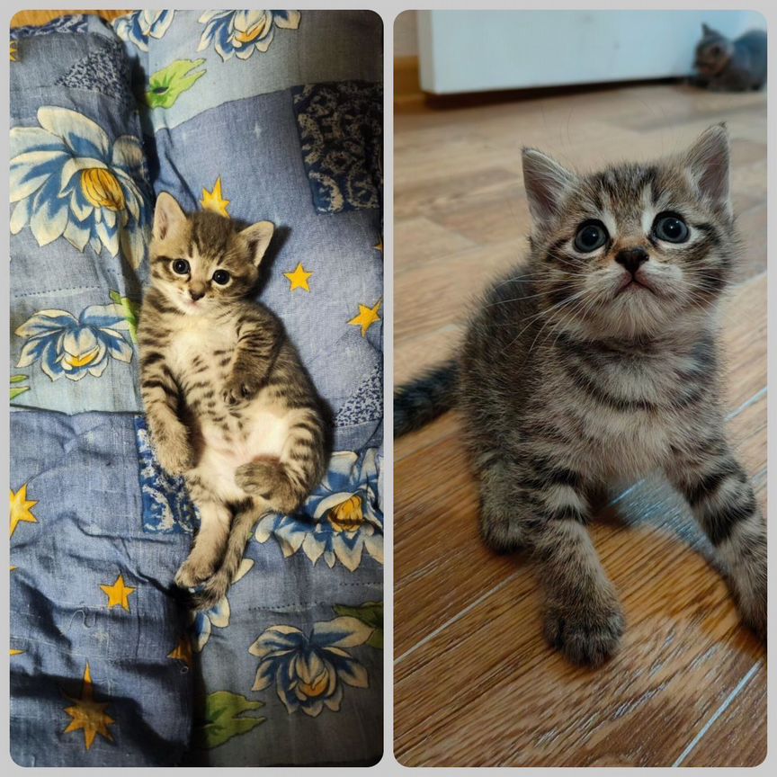 Котенок смесь с сиамской