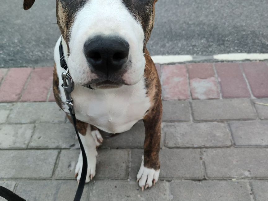 С документами стаф Стаффордширский терьер