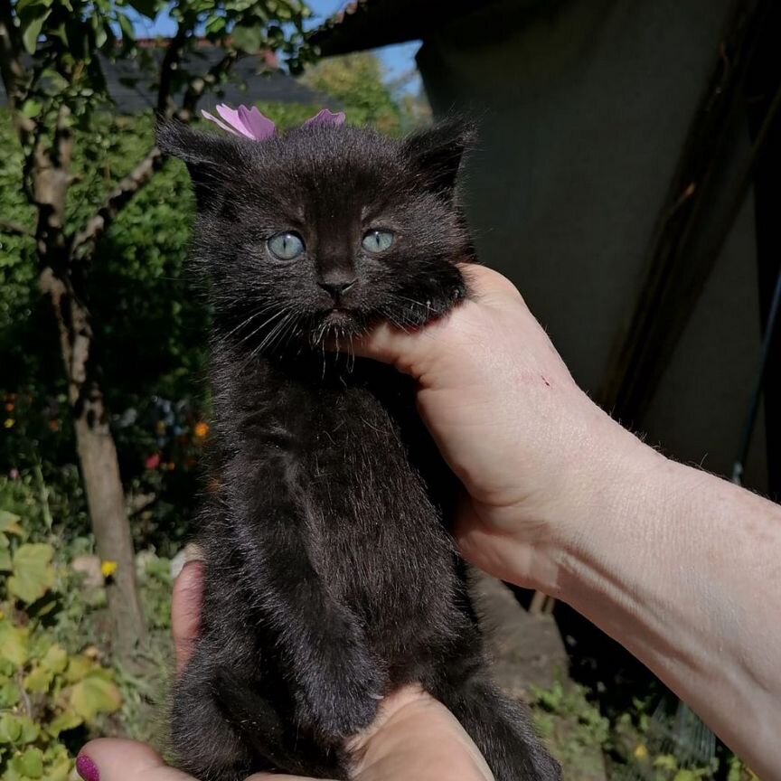 Котята в добрые руки,1,5 месяца. Пушистый, черный