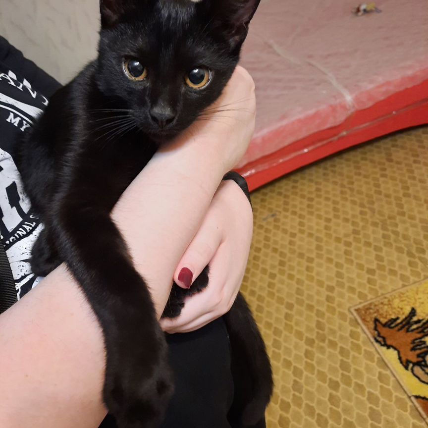 Котик Кексик ищет себе любящего хозяина