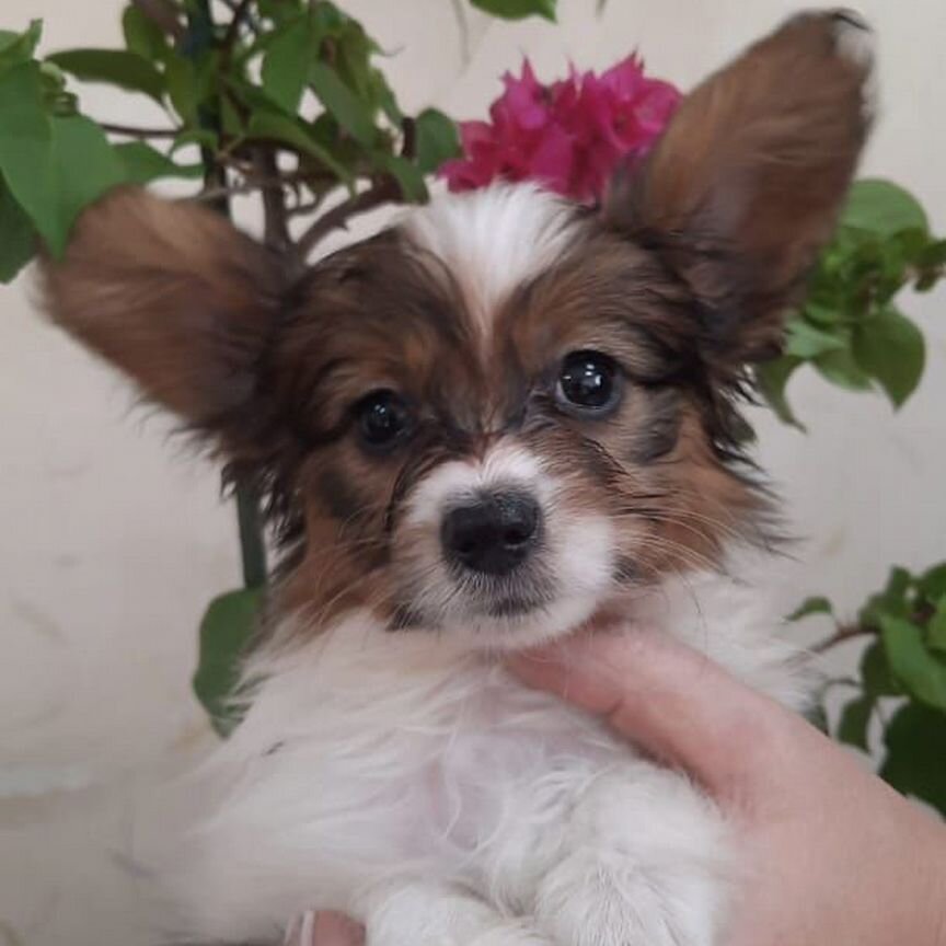 Щенки папийона