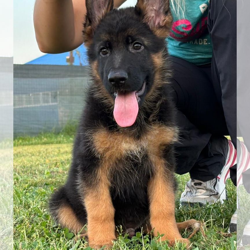 Красивые щенки немецкой овчарки, док РКФ