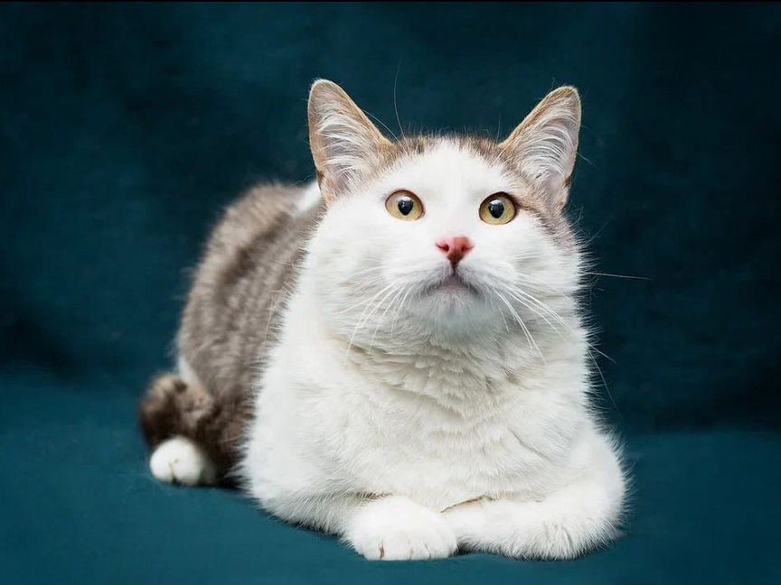 Котик в добрые руки