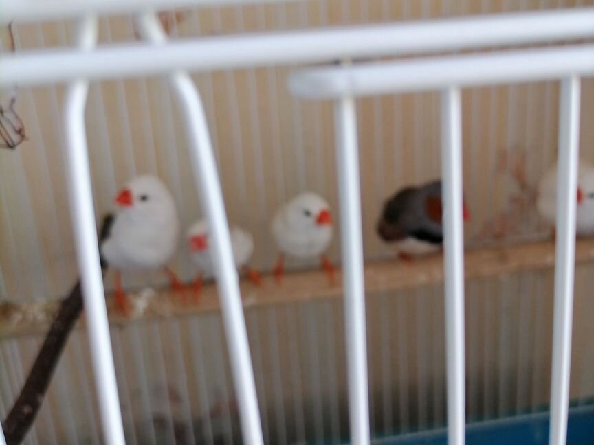 Подарю амадинов. Девочки