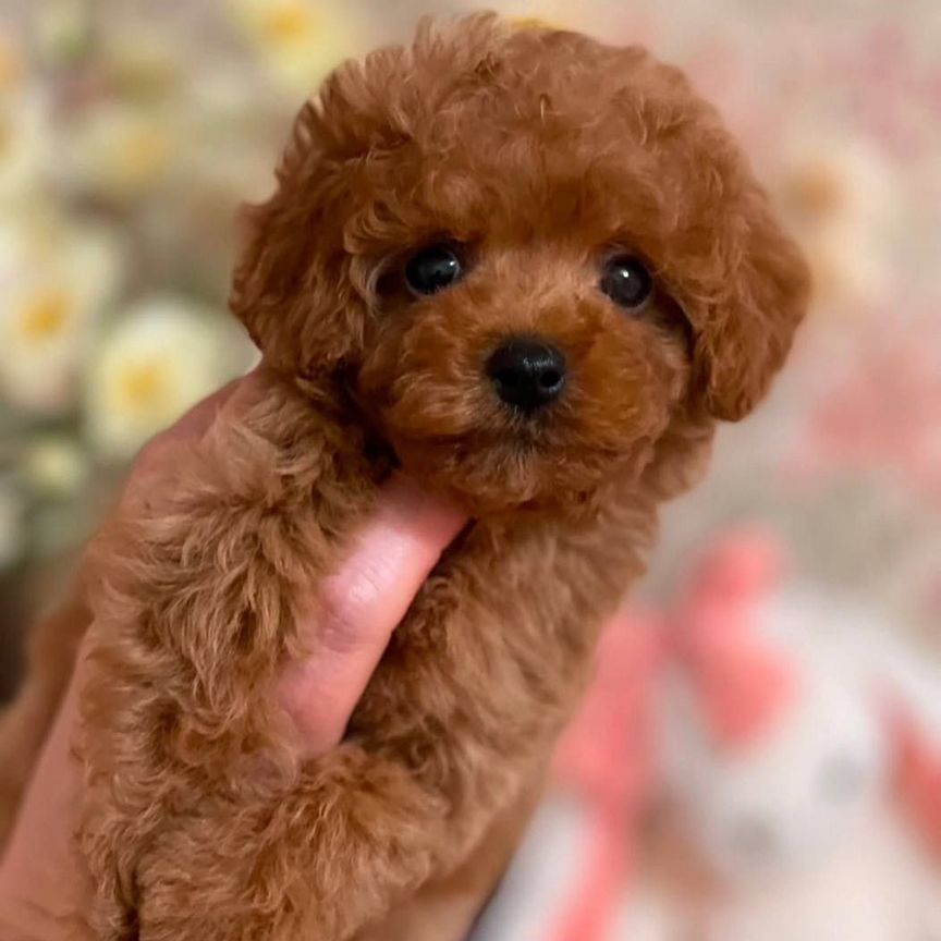 Яркие кудряшки