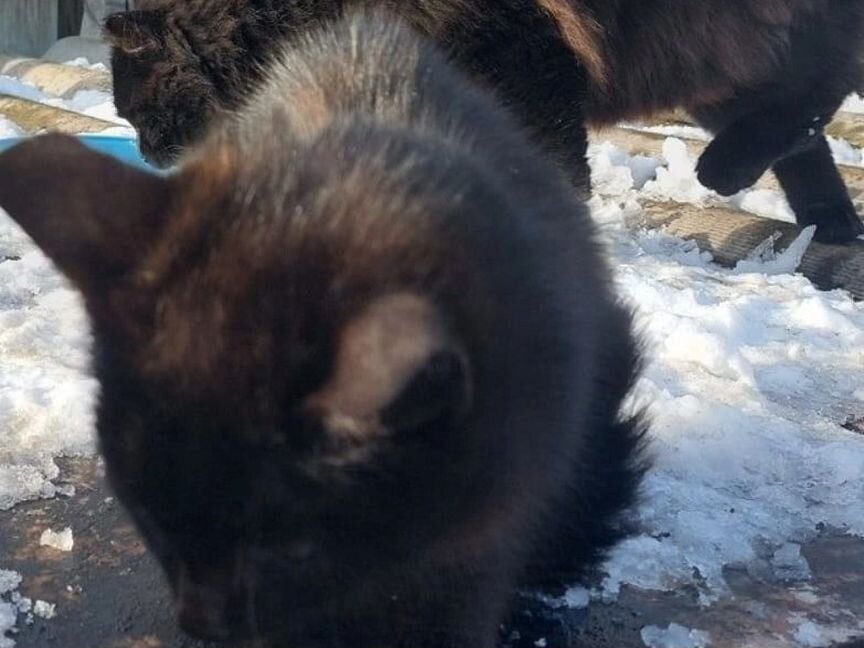 Подарите жизнь котёнку