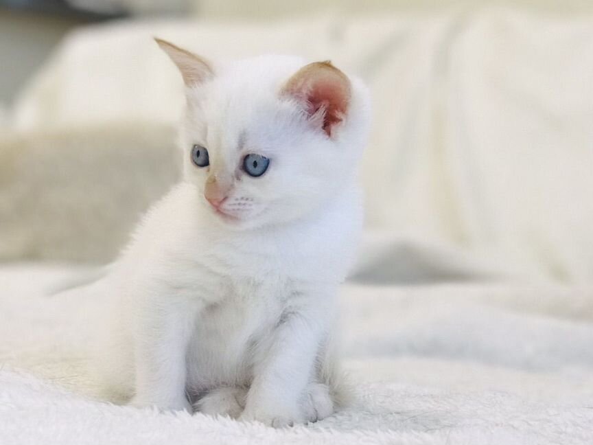 Котенок в добрые руки