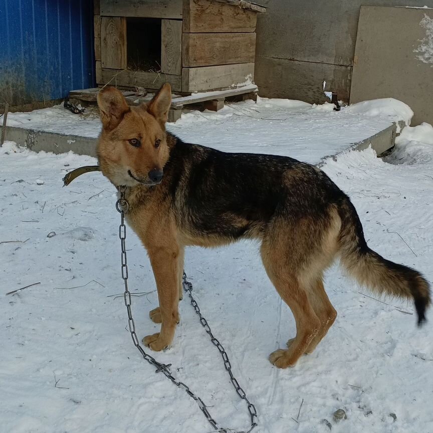 Мини-овчарка мёрзнет на стройке