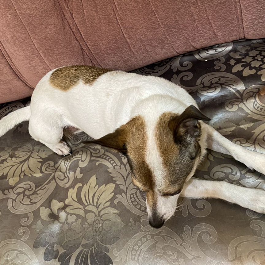 Собака в хорошие руки