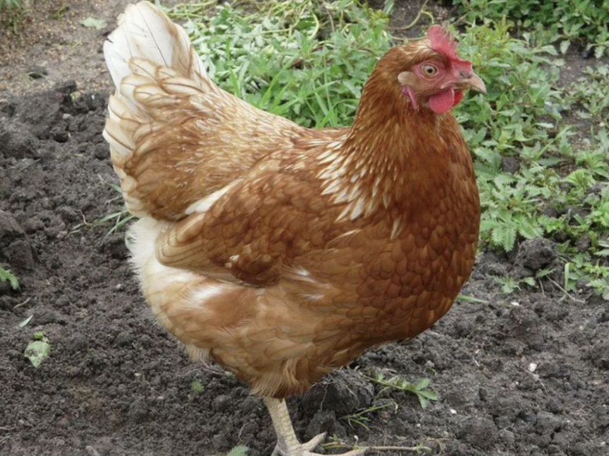 Куры, гуси, утки