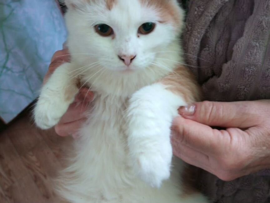 Кошечка Ксюша