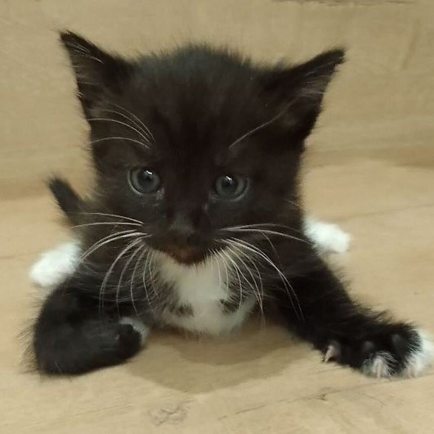 Котёнок в добрые руки