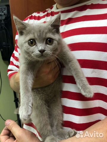 Британец бесплатно