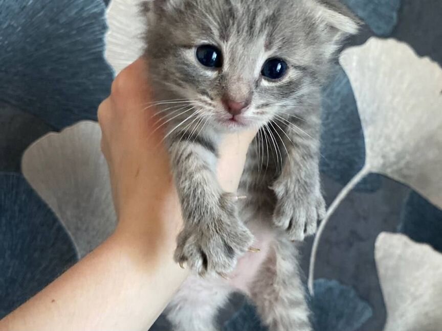 Вислоухие котята