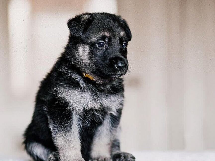 Щенки восточноевропейской овчарки