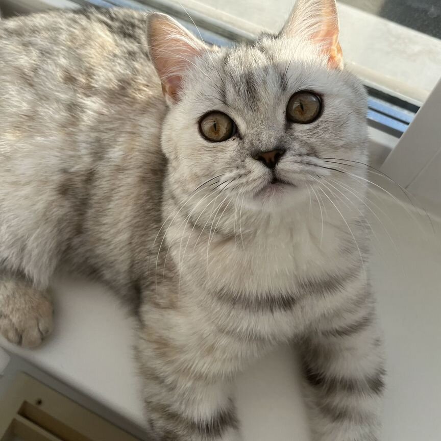 Котёнок от частного владельца