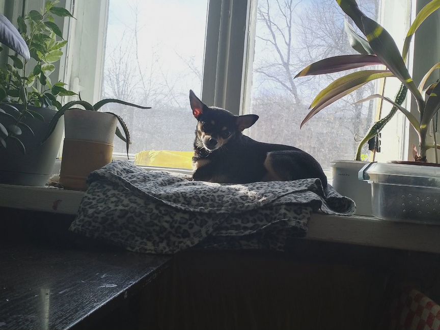 Девочка ищет жениха для вязки