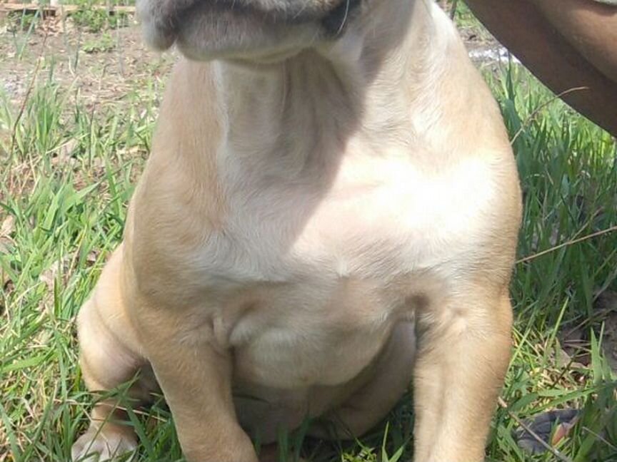 Стаффордширский терьер