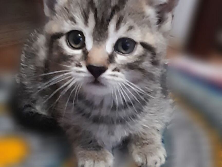 Британский котенок