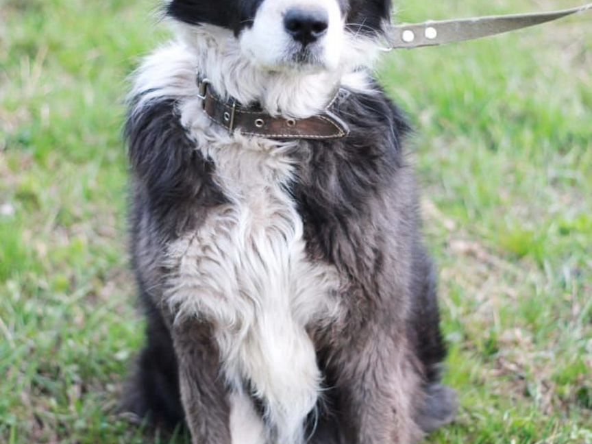 Среднеазиатская овчарка, алабай