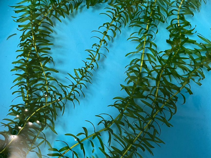 Элодея, роголистник