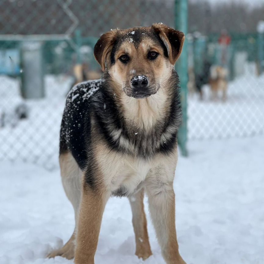 Овчарка щенок в добрые руки