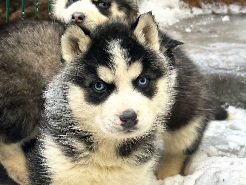 Сибирский хаски