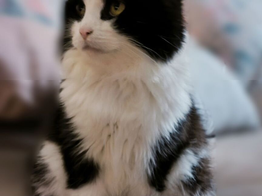 Кошка домашняя