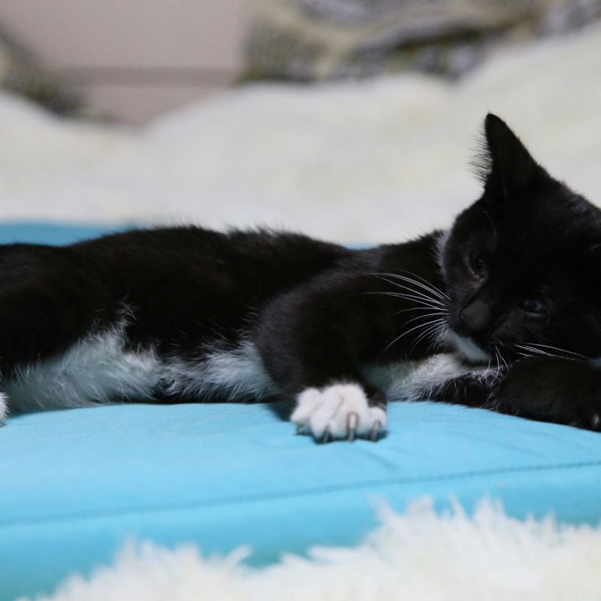 Котёнок в добрые руки