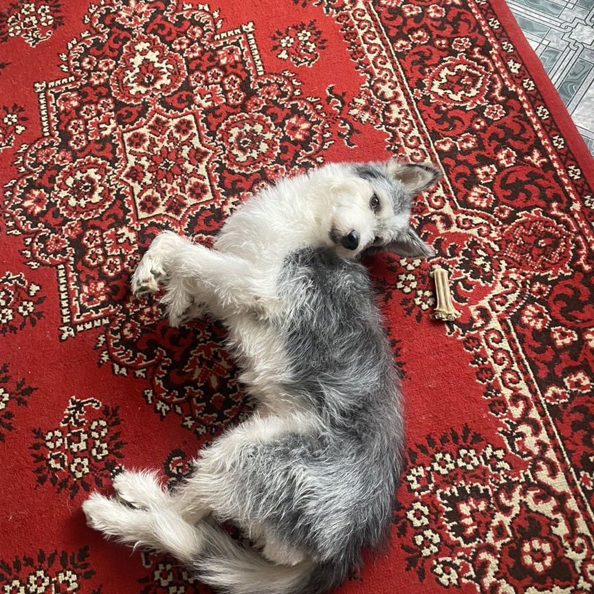 Отдаю собаку в добрые руки