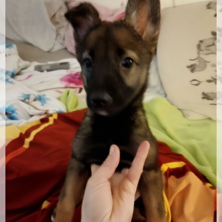 Щенок от частного владельца