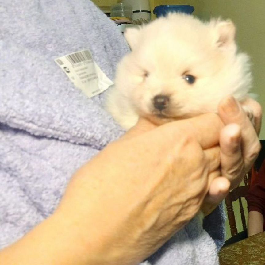 Померанский шпиц, щенок