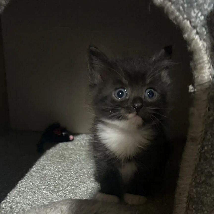 Шотландский прямоухий короткошёрстный котёнок