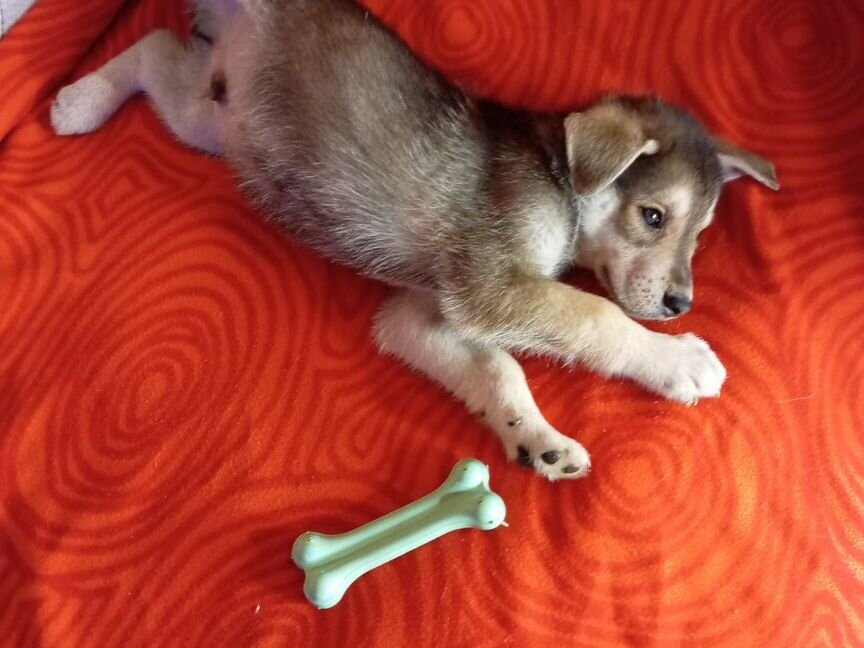 Щенки метисы овчарки в добрые руки