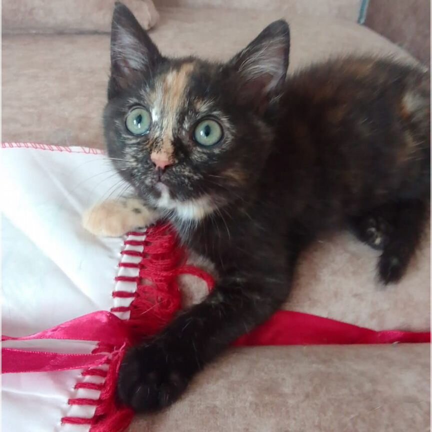 Котенок (девочка)