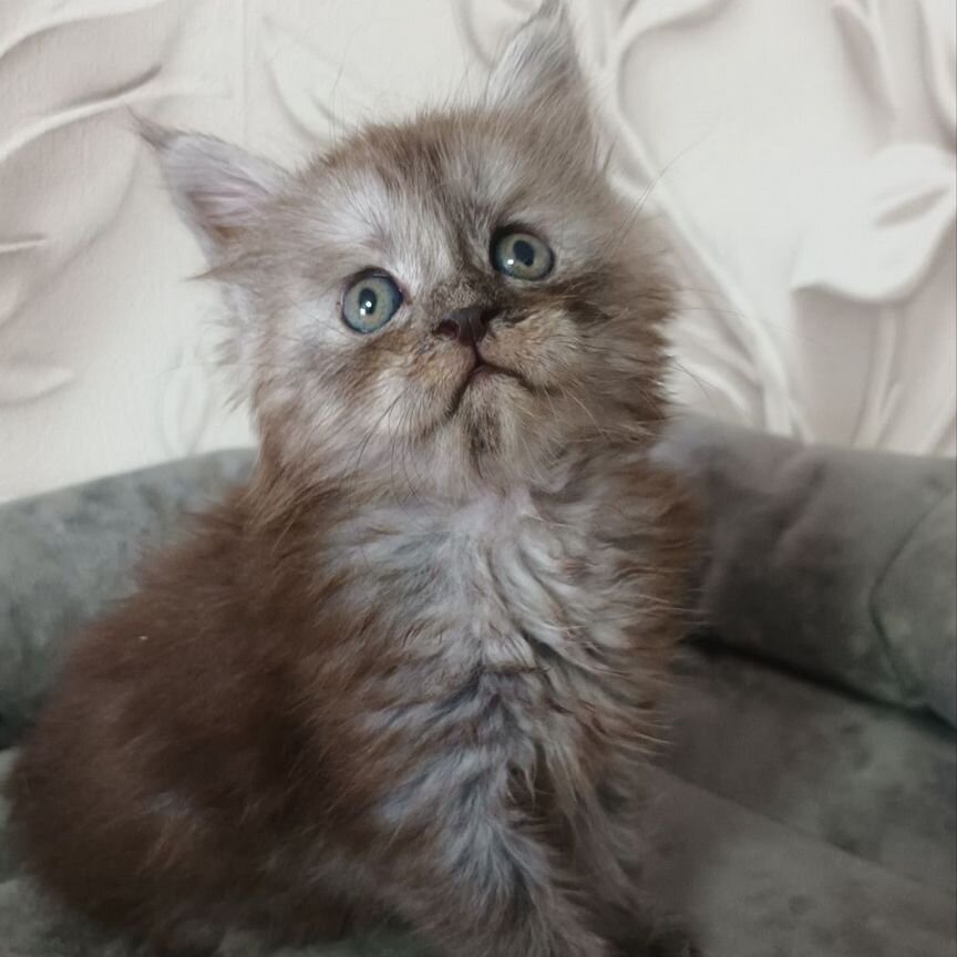 Котята мейн-кун