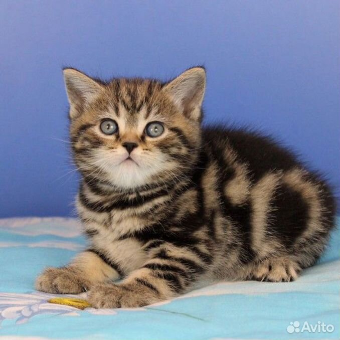 Красивые мраморные и пятнистые котята