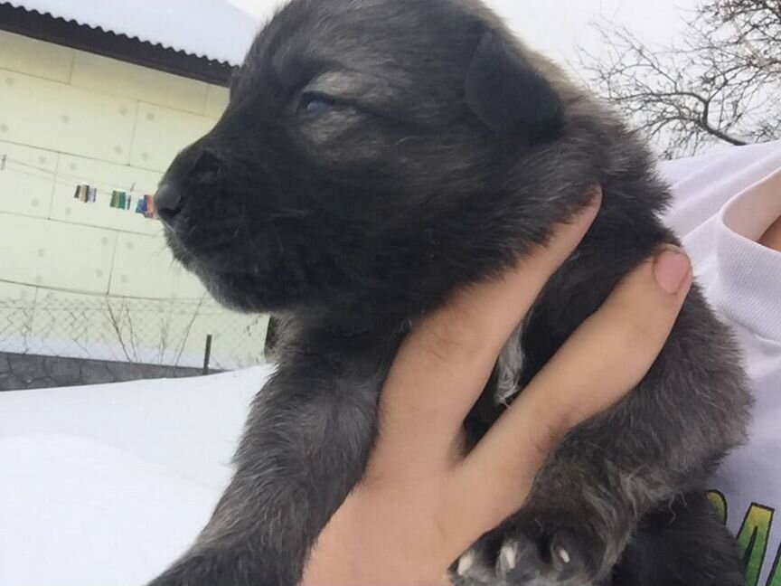 Собака в добрые руки отдам бесплатно