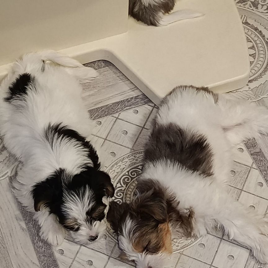 Бивер-йоркширский терьер, щенок