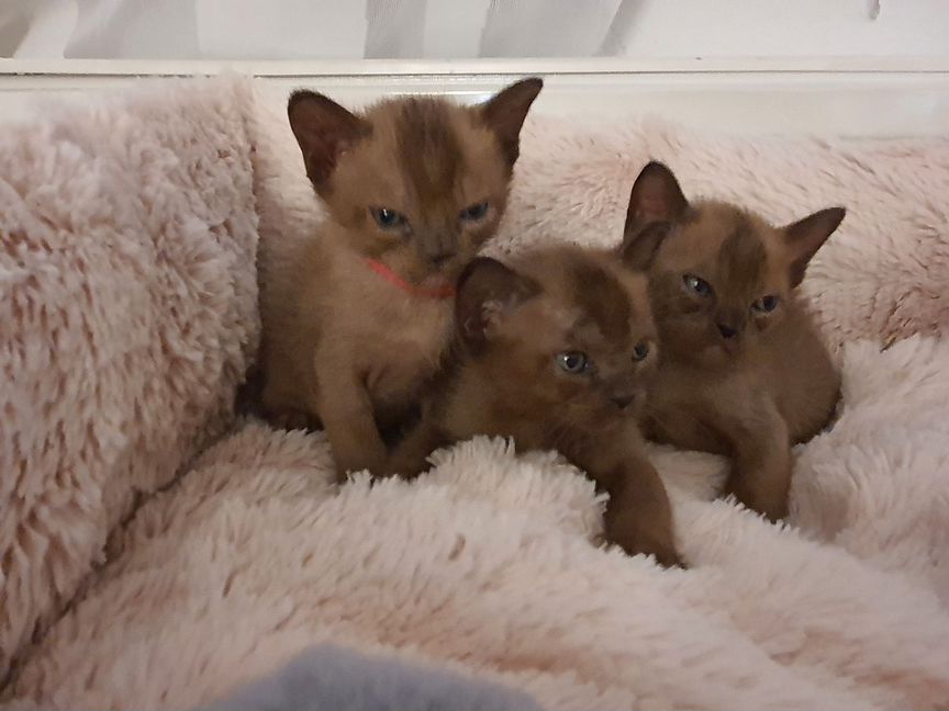 Бурманские котятки