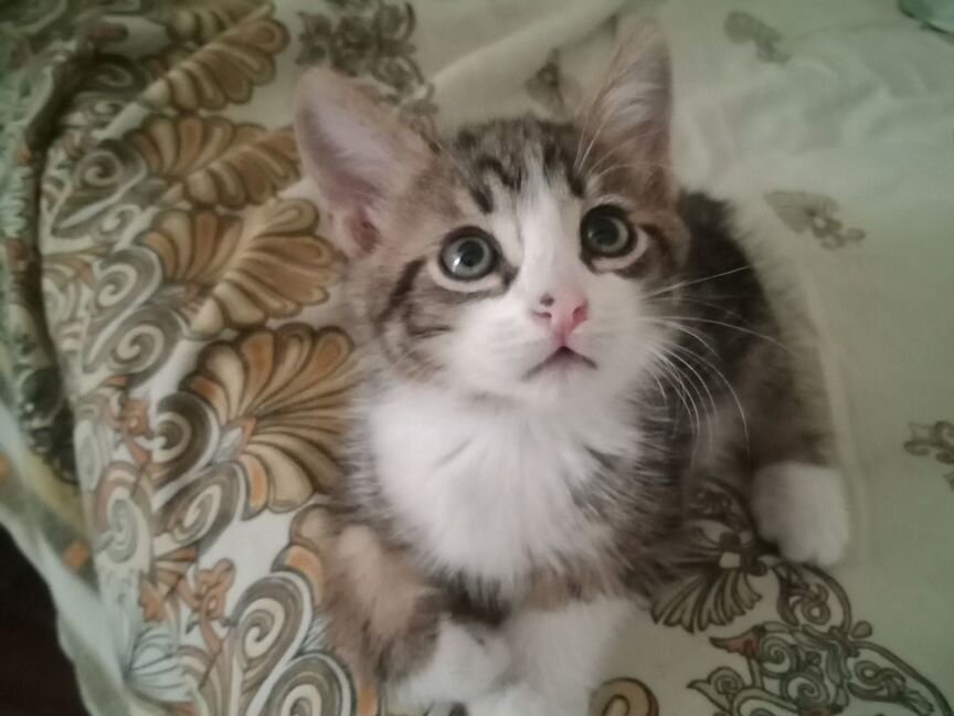 Самый лучший кот