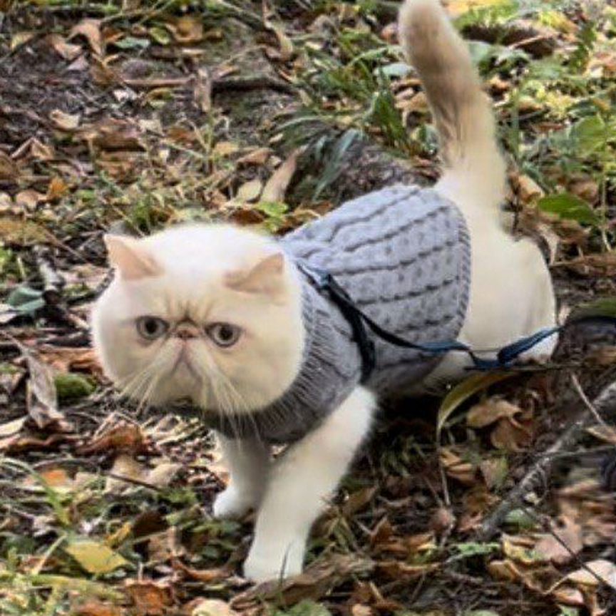 Экзотический кот на вязку