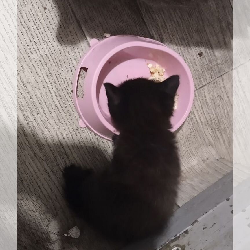 Котёнок в добрые руки