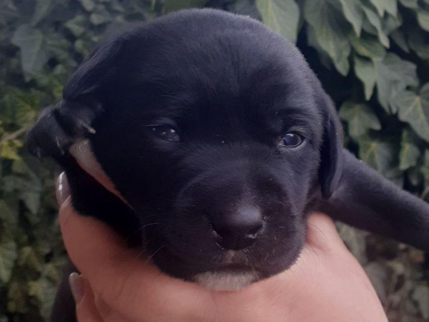 Щенки лабрадора черные
